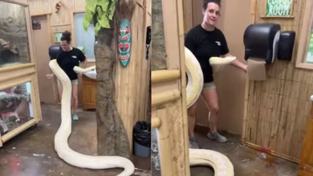 Woman Wraps Python Around Neck And Drags It To A Room, Here’s What ...