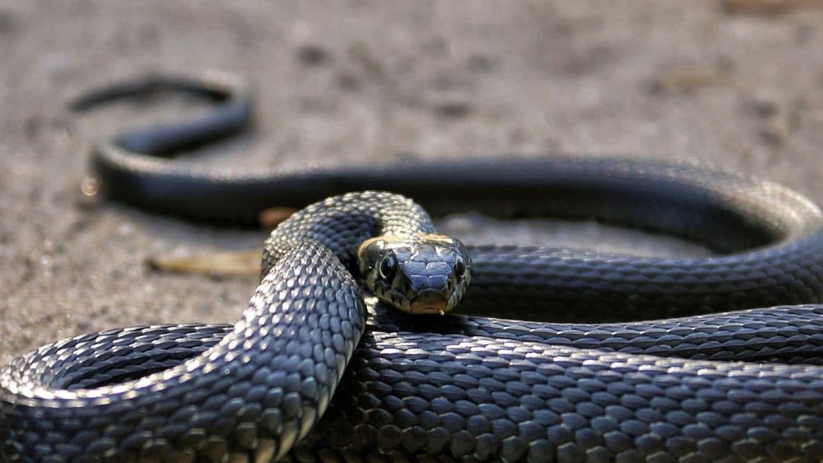 How Much Venom Can A Snake Produce In One Bite | Viral News - News18