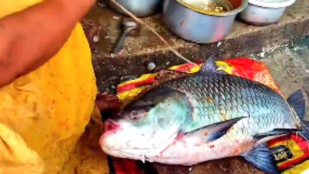 In This Andhra Village, The Fish Business Is Handled By 200 Women ...