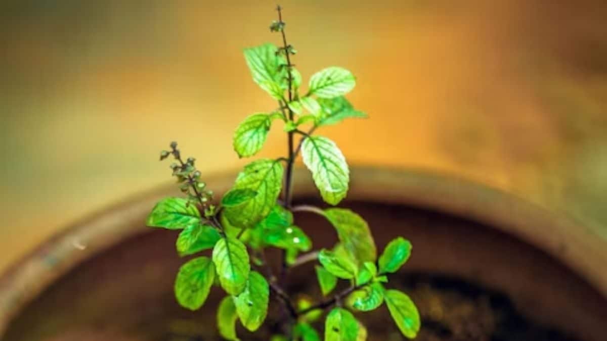 4 Simple Tips To Take Care Of Your Tulsi Plant This Monsoon | Lifestyle ...