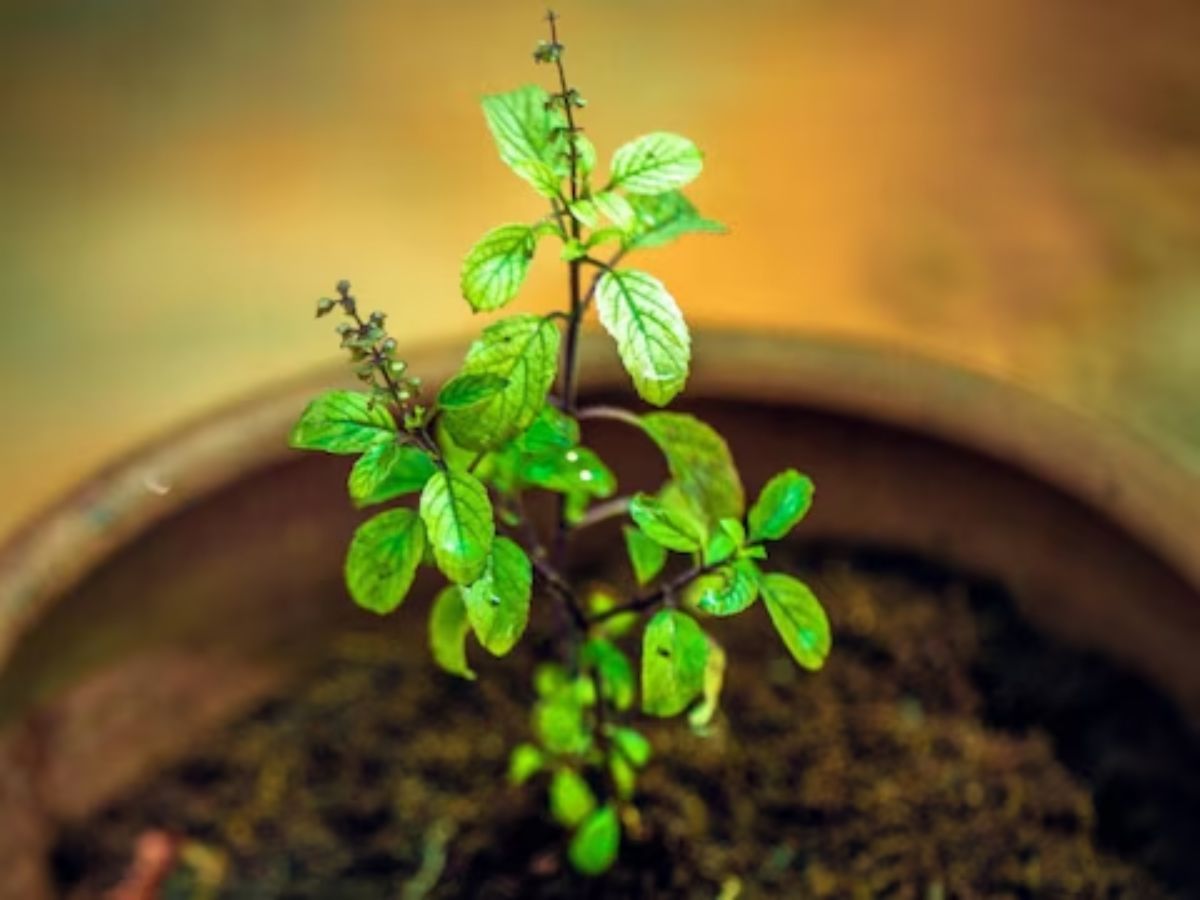 Tulsi Plant Tulsi Herb Plants | Kailash Herbs
