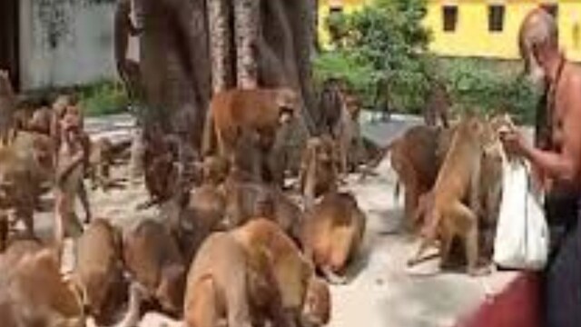 At This Lord Shiva Temple In UP's Ballia, 'Mute' Monkeys Eat 50 Kg ...
