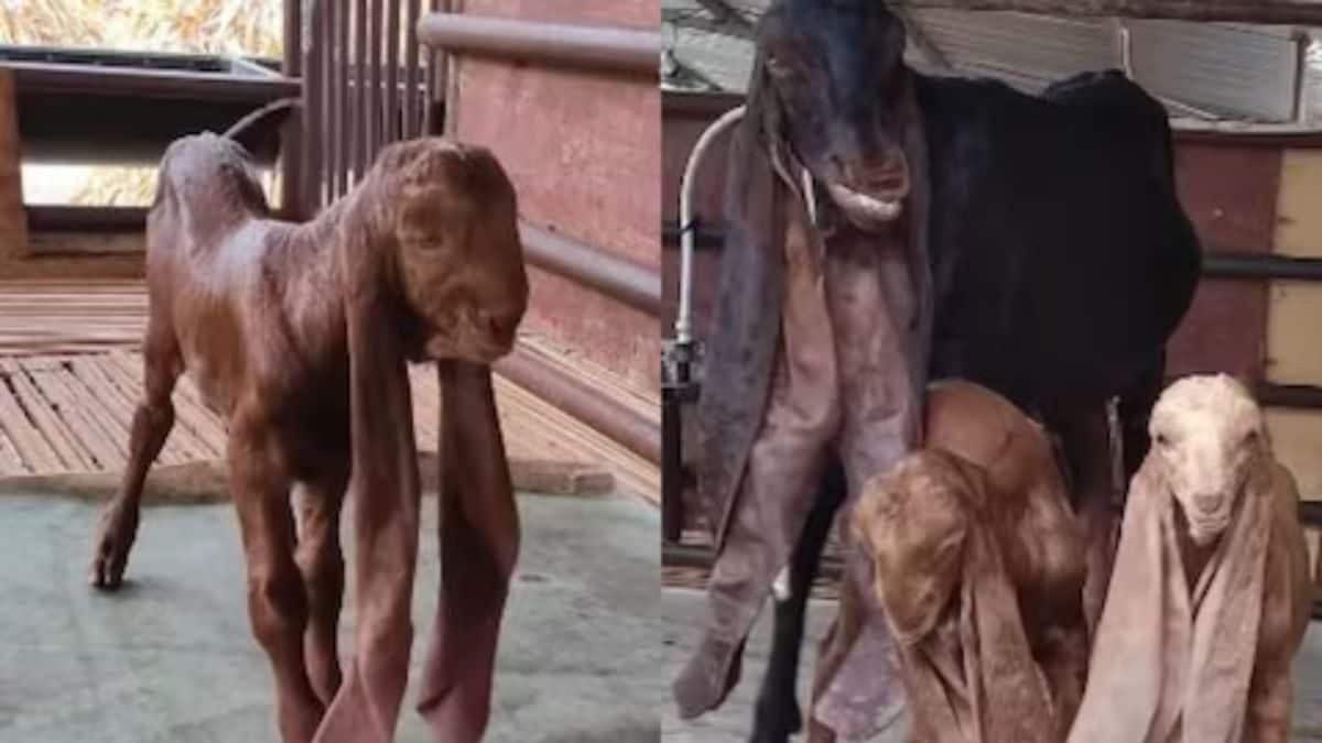 Video Showing Long Ears Of Gulabi Pateri Goats Touching The Ground ...