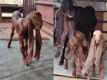 Video Showing Long Ears Of Gulabi Pateri Goats Touching The Ground ...