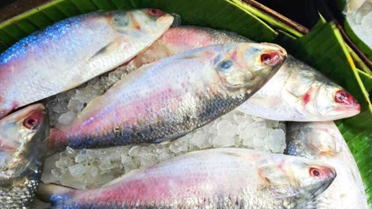 Love Eating Hilsa Fish? Know The Advantages And Health Risks - News18