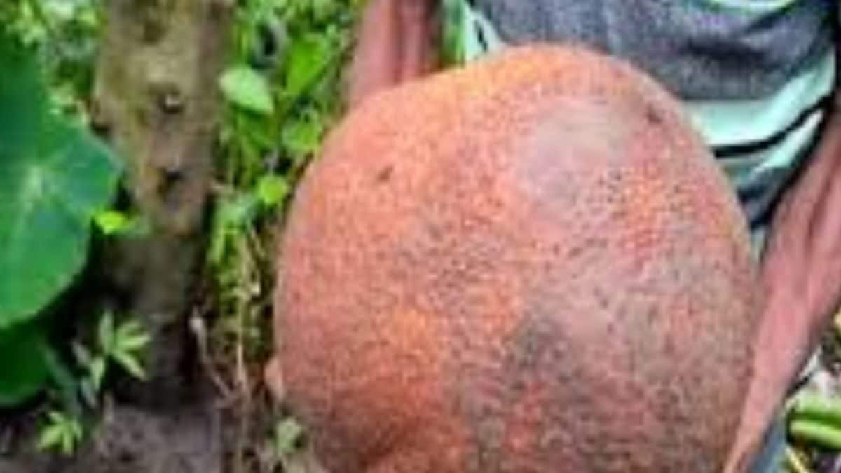 Bengal Man Unearths Rare 8 Kg Jackfruit In His Garden | India News - News18