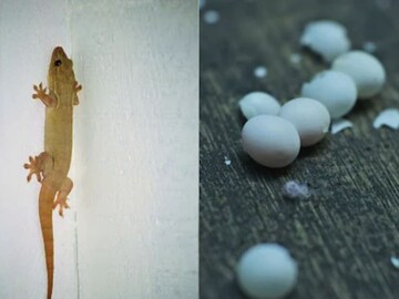 Do Lizards Bring Good Luck? Astrologer Explains - News18