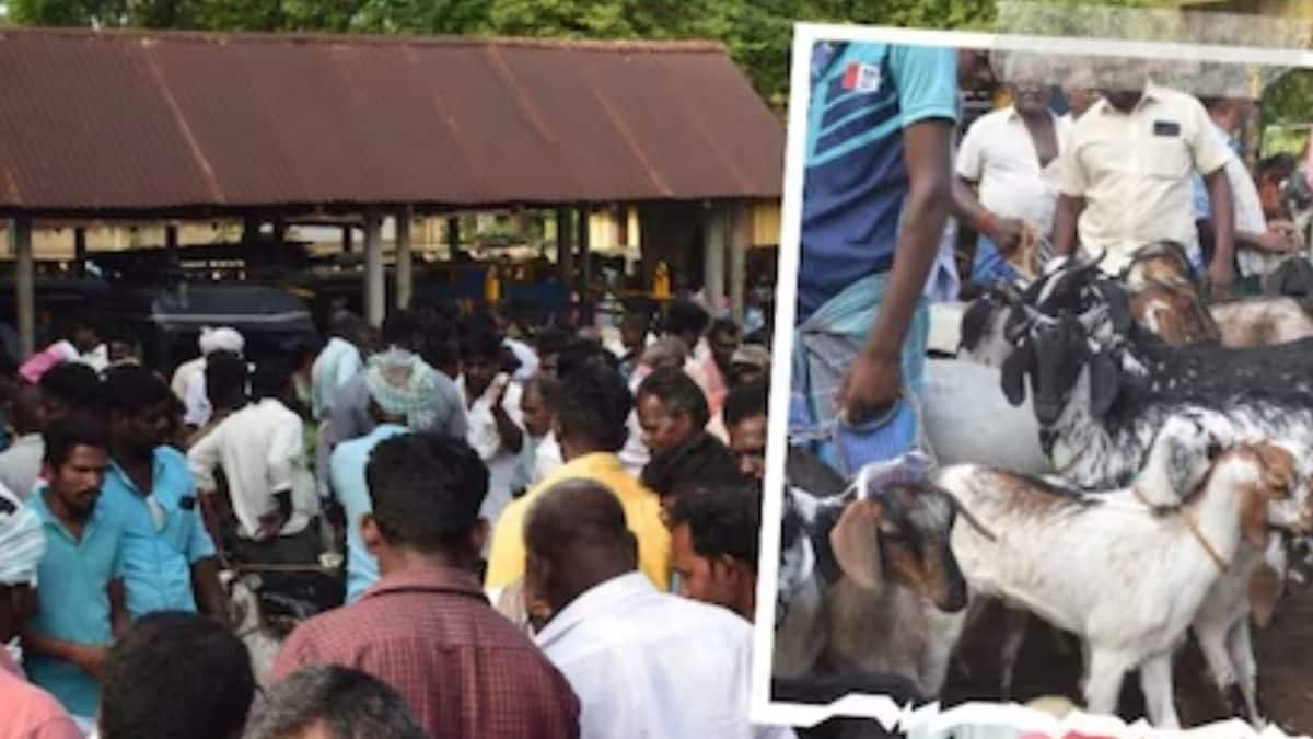 Why This Goat Market In Coimbatore Is Famous Among Traders | India News ...