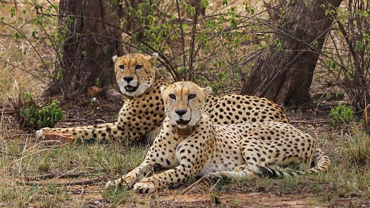 24 Months and Counting, What Are We Doing with Our 'Imported' Cheetahs ...