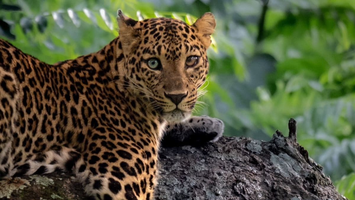 In A First, Leopard With Two Different-Coloured Eyes Photographed in ...
