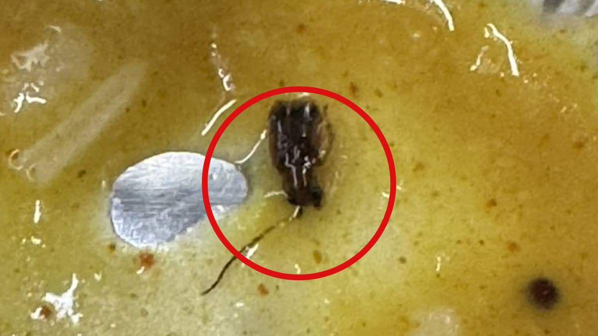 Mumbai Man Finds Cockroaches in Dal on Vanda Bharat Express: 'They Were ...