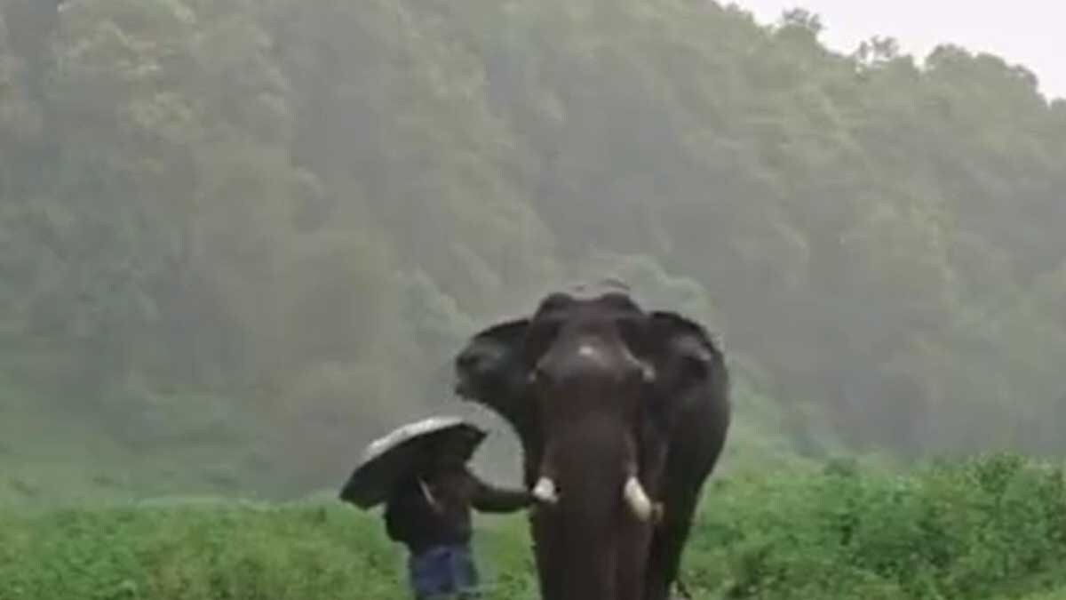 This Heartwarming Monsoon Video Of Elephant And Mahout Will Brighten ...