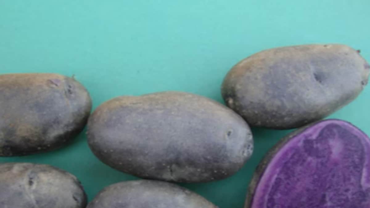 Kufri Jamunia: Why This Potato Variety With Purple Pulp Could Be A Game ...