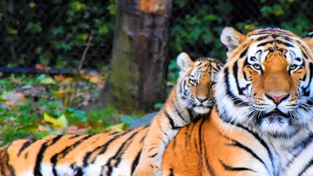 How To Bring Down Tiger Deaths Due To Unnatural Causes? Expert Spells ...