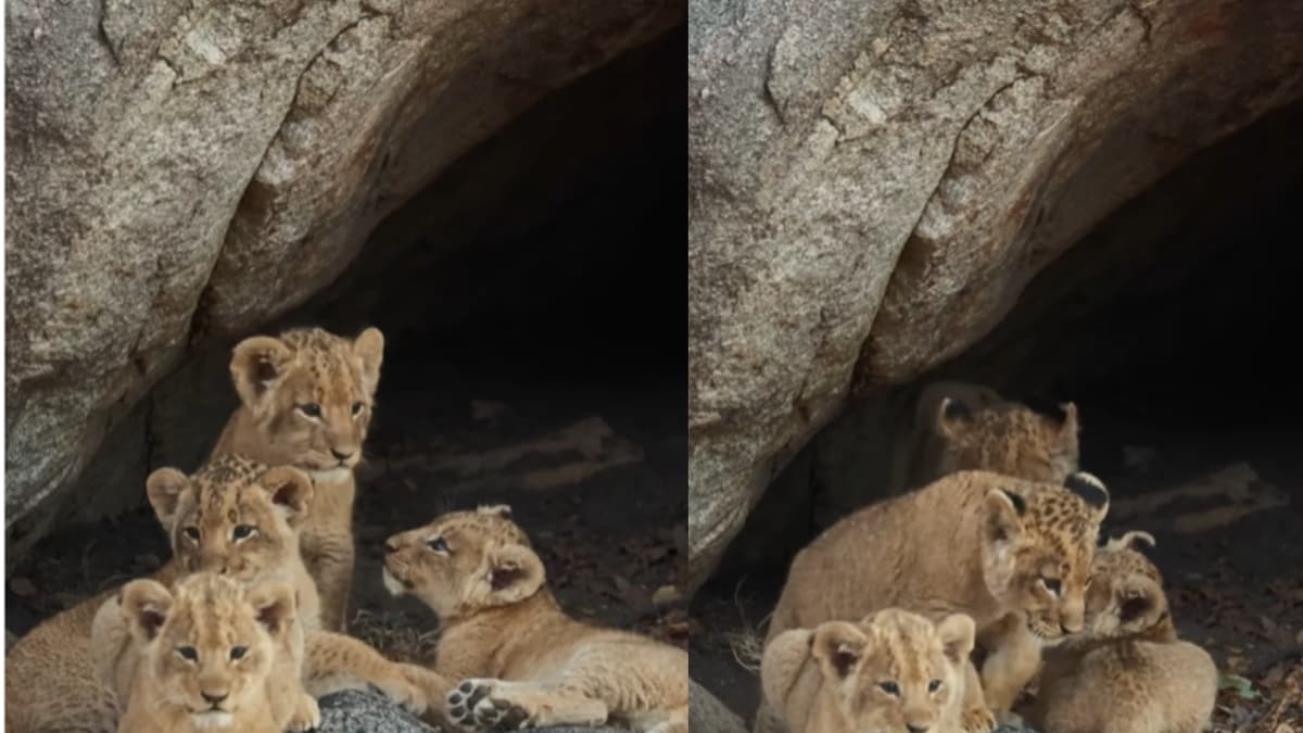 Video Of Four Cubs Walking Out Of Their Den And Playing Is Too Adorable ...