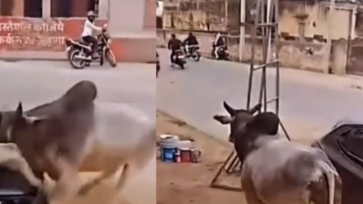 Video Shows Intense Fight Between Cow And Bull, Shopkeeper Narrowly ...