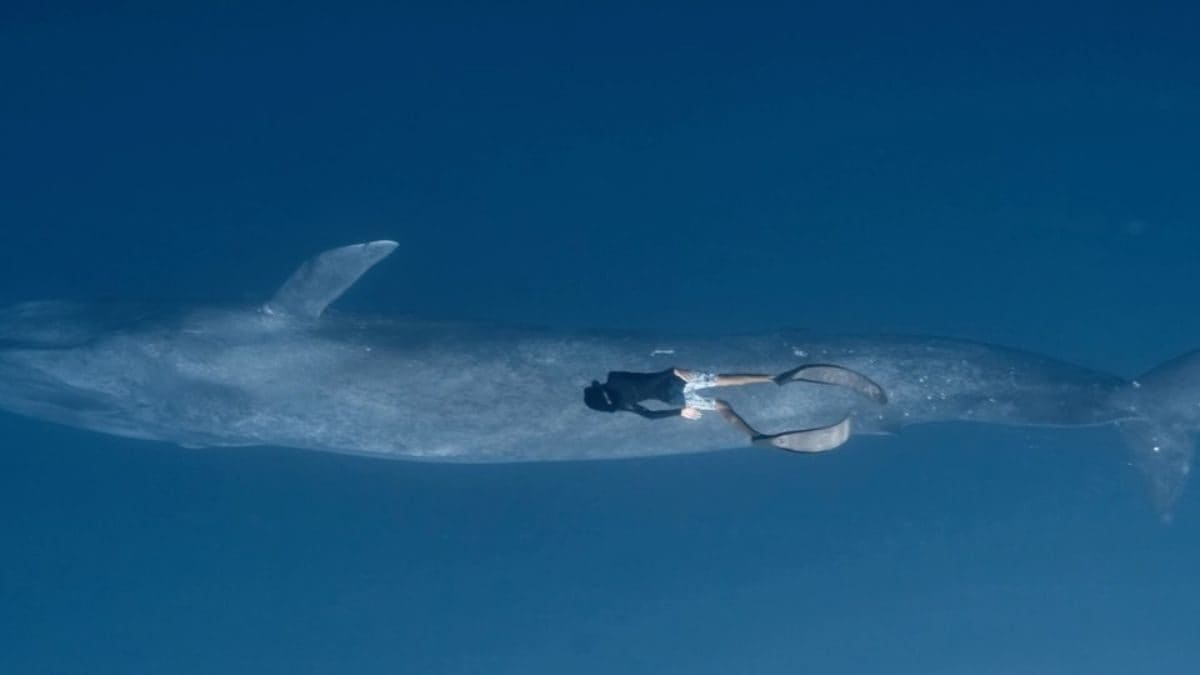 Diver Gliding Alongside Majestic Blue Whale Is The Most Beautiful Video ...