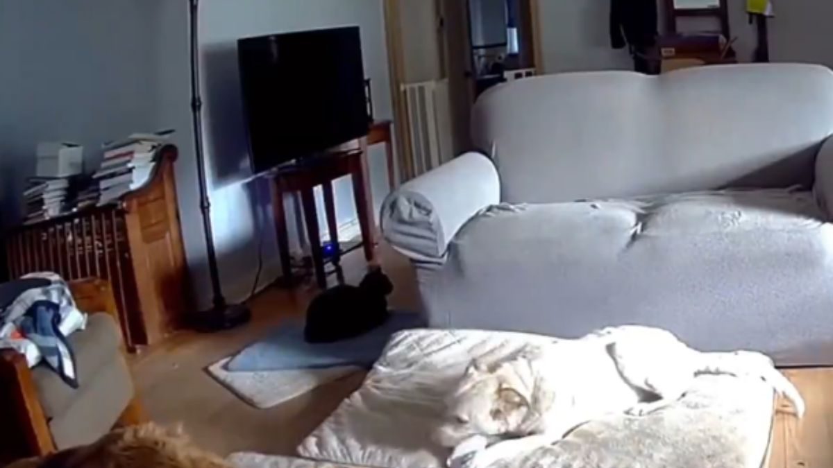 Watch: Pet Dog Sets House On Fire By Chewing On Lithium-Ion Battery In ...