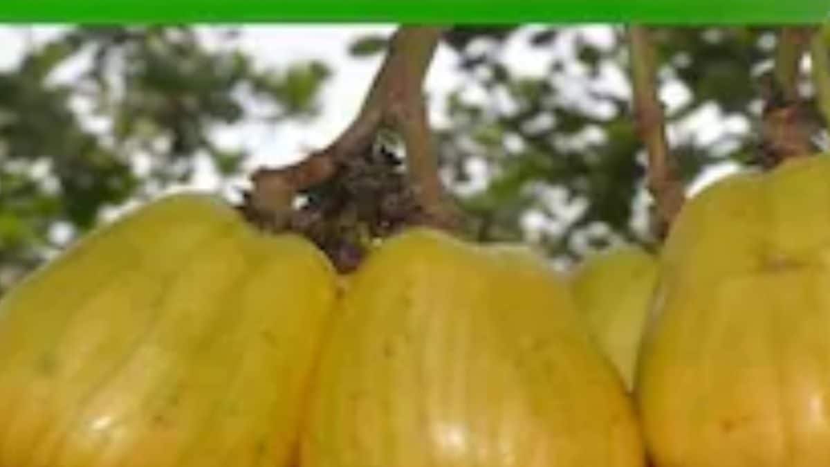 PM Narendra Modi To Launch 109 Climate-responsive, Nutrient-rich Crop ...
