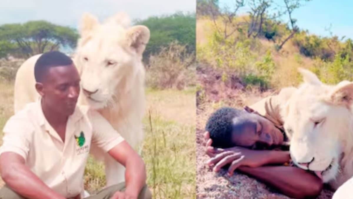 Video Of Man Cuddling With Lioness Is The Best Thing On Internet Today ...