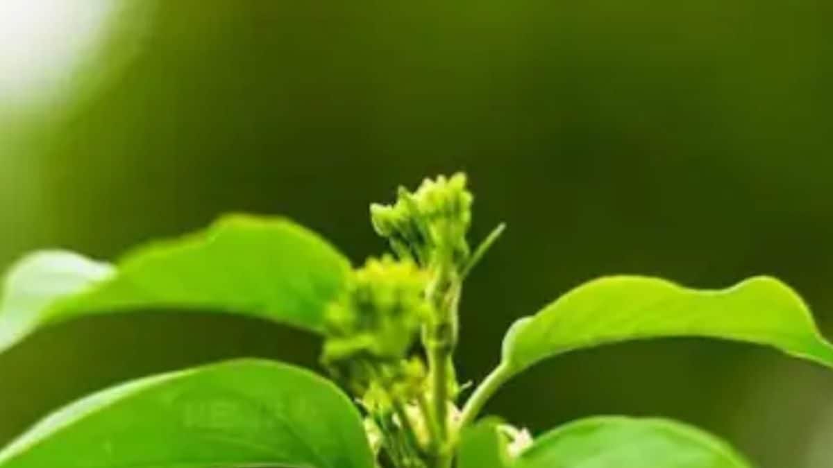 Gudmar: The Ayurvedic Solution For Diabetes And Lipid Control ...