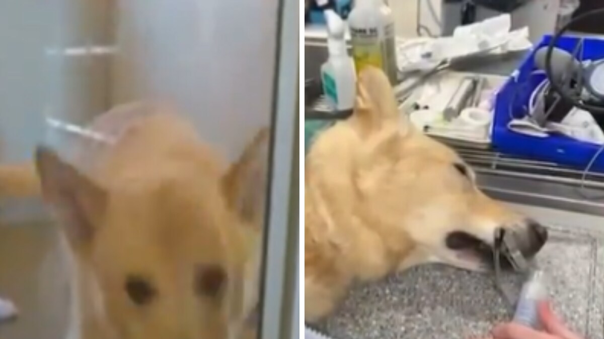 Billionaire Biohacker Claims 'Longevity Pill' Saved Dying Dog, Human ...