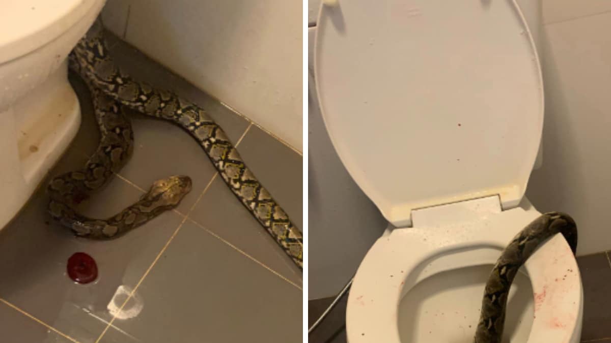 'Horrifying': Giant Python Bites Man's Private Parts In Thailand ...