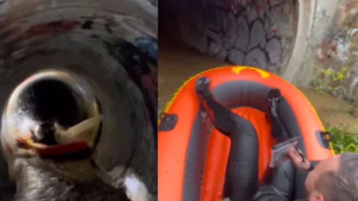 Viral Video Shows Adventurers Turning Sewer Tunnel Into A Makeshift ...