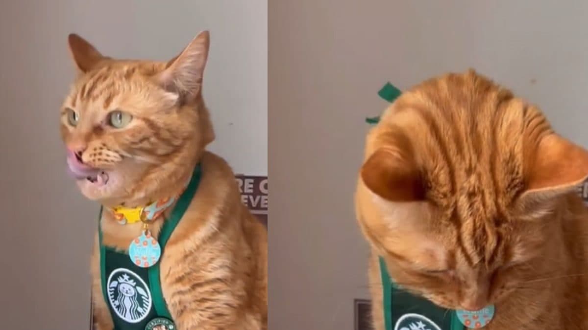 How A Couple Turned Their Rescued Cat Into A Social Media Sensation ...