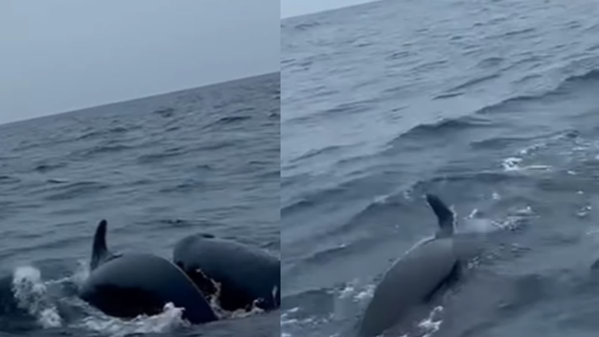 Solo Rower Gets Surrounded By Group Of Atlantic Whales, Terrifying ...
