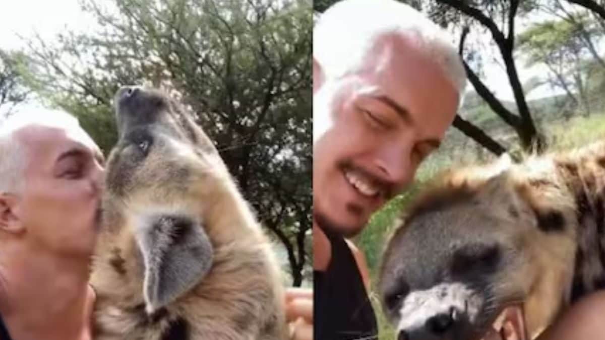 Watch: Wildlife Conservationist Plays And Cuddles With Hyena | Viral News - News18