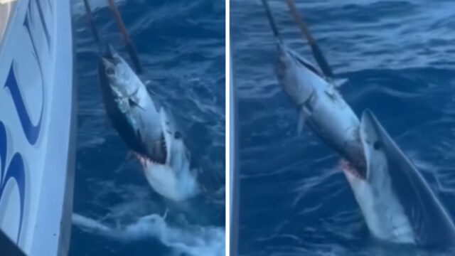 ‘Humans Are Disgusting’: Internet Fumes Over Fishermen Fighting With ...