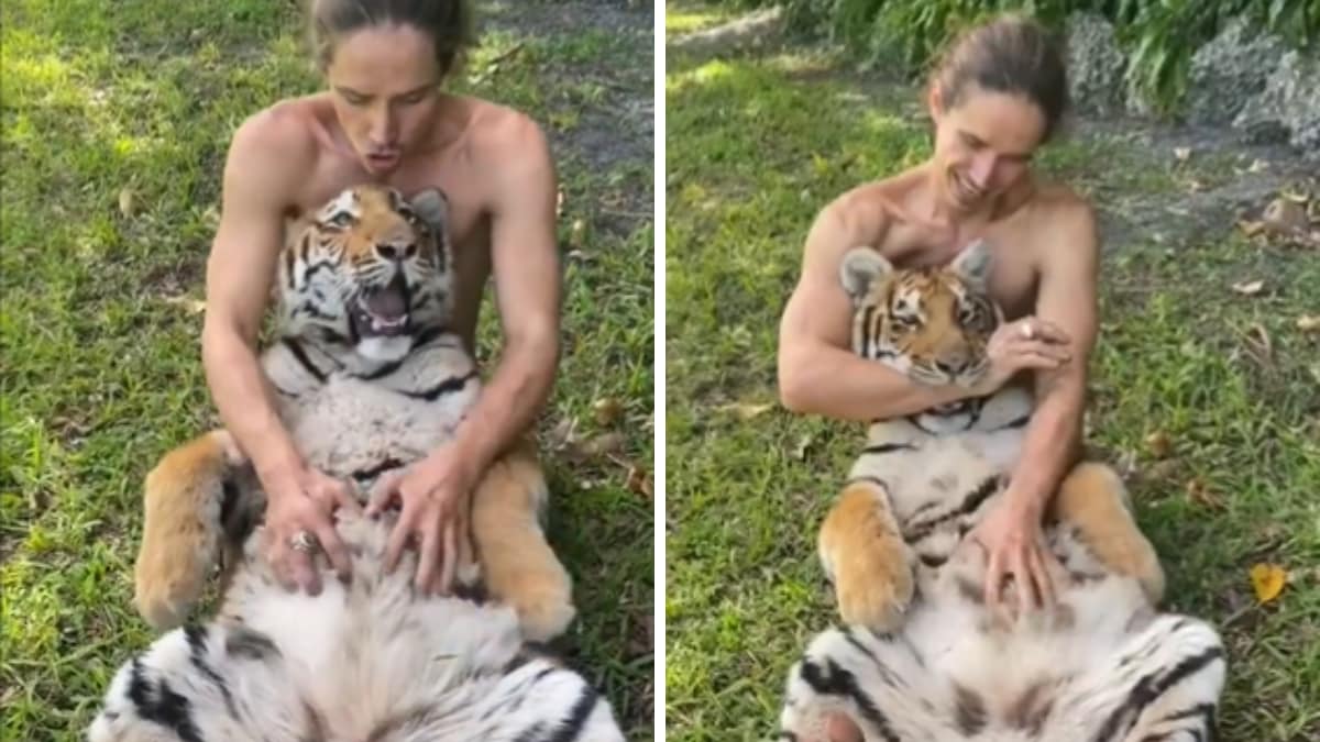 This Video Of Man Rubbing Tiger's Belly Will Make You Rub Your Eyes In Disbelief | Viral News ...
