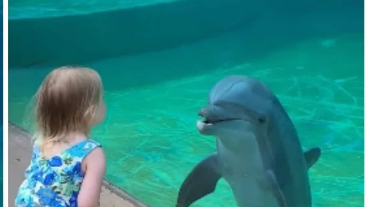 'Aqua Girl's' Interaction With Dolphin Is The Cutest Thing On Internet ...