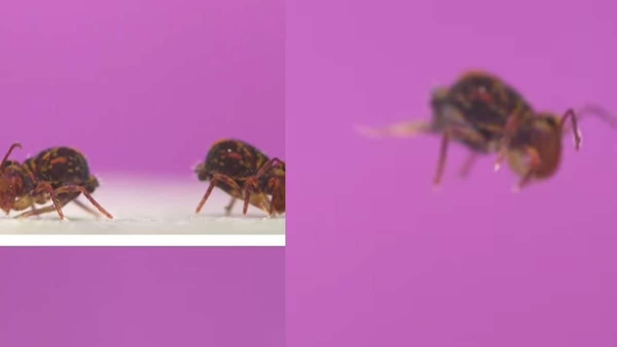 Watch: Tiny Creature’s Record-breaking Backflips Will Blow Your Mind ...