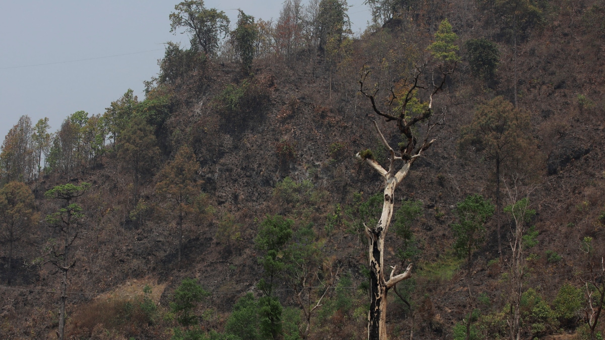 Nepal: Three Missing Indians Rescued From Forest 10 Hours After ...