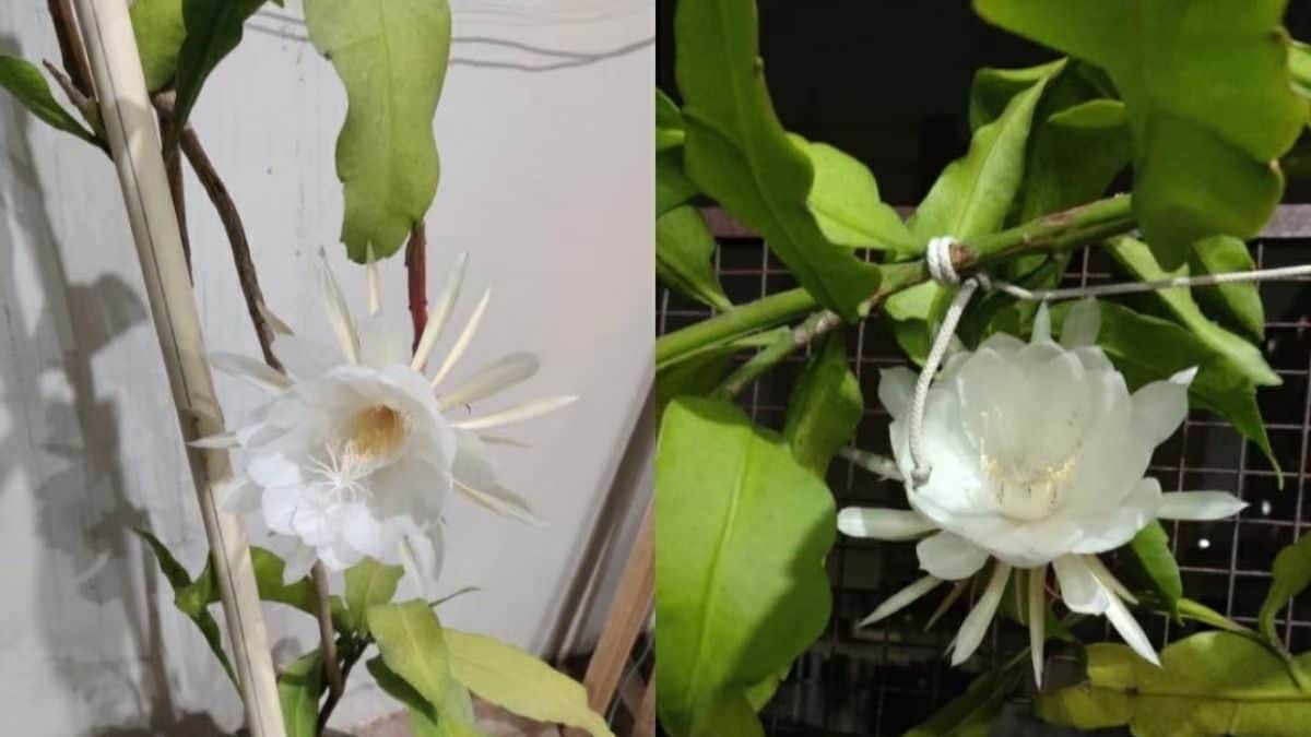 This Rare Flower Grown In Himalayan Region Is Considered An Avatar Of ...