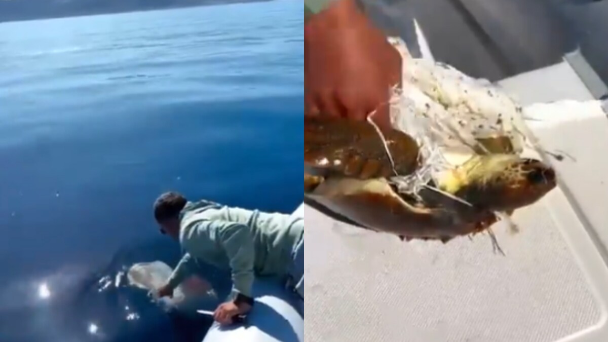 IAS Officer Shares Heartwarming Video Of Tunisia Man Rescuing Turtle ...