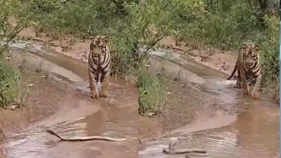 Watch: Thrilling Face-Off Between Tiger And Cobra In Maharashtra's ...