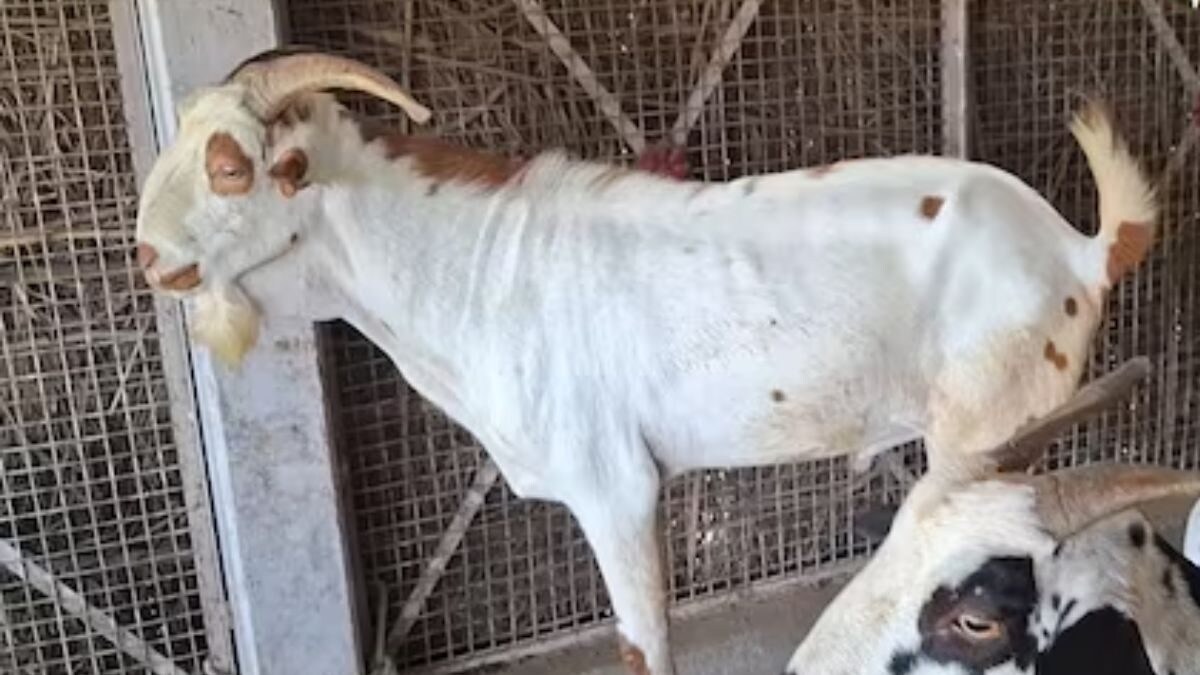 A Goat Breed, Also Known As 'Poor Man's Cow', Has Turned Lucrative for ...
