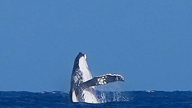 Paris Olympics: Whale Breach Seen During Surfing Semifinal in Tahiti ...