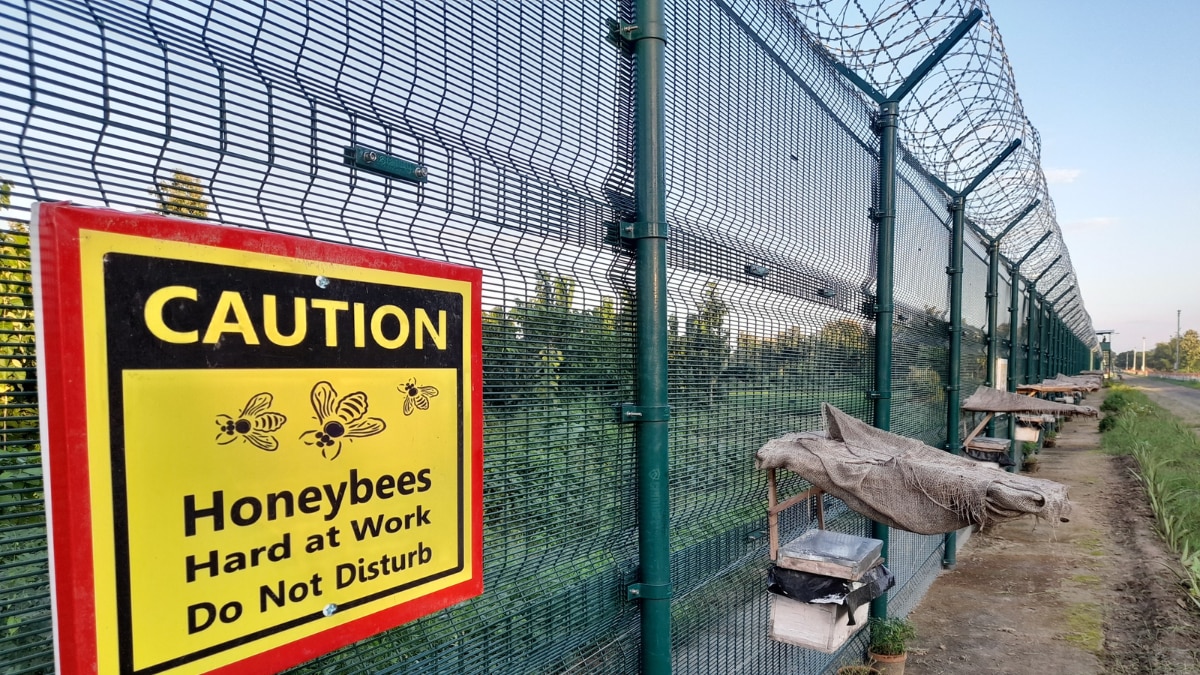 Bees At Work at Indo-Bangladesh Border: BSF Trains Men In Beekeeping To Avert Intrusion Bids ...