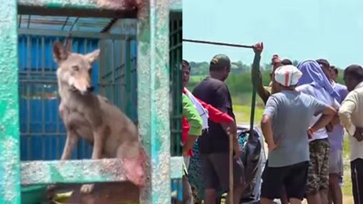 'Shoot On Sight': UP Govt Makes Big Move As Man-Eater Wolves Kill 8 In ...