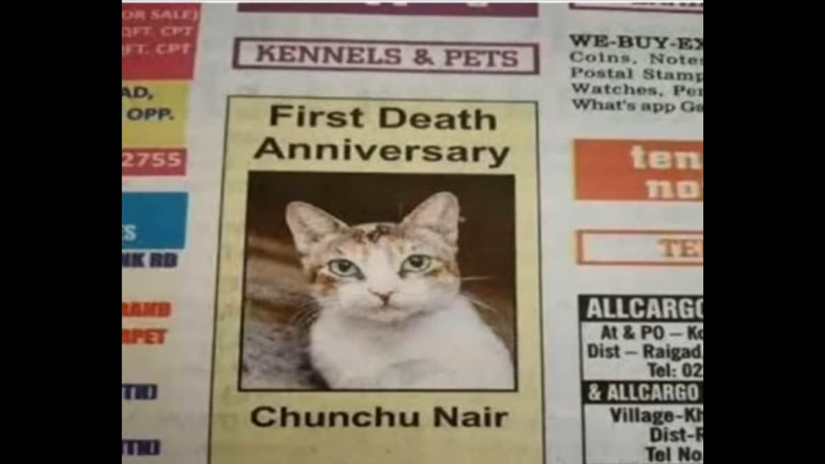 Chunchu Nair, The ‘Mystery’ Cat That Lives On With Viral Newspaper Clipping | Viral News - News18