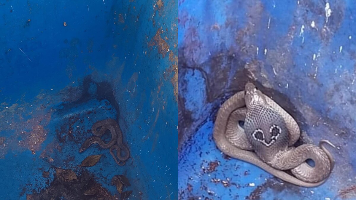 Cobra Spotted Roaming at Gaur City in Greater Noida West, Rescued. See ...