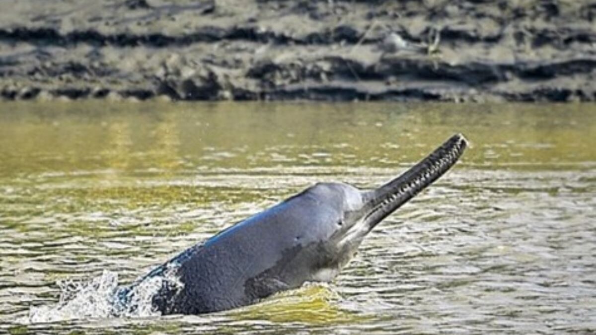 UP Launches Special Drive to Rescue Seven Rare Gangetic Dolphins Stranded in Lucknow Canal - News18