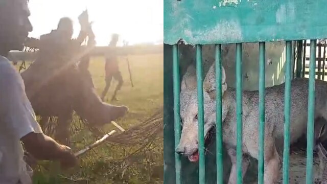 Fifth Man-Eater Wolf Captured by Villagers in UP Using 'Haaka Method ...