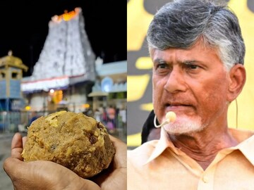 Animal Fat In Prasadam? Lab Report Stirs The Tirupati Ladoo Plot After Andhra CM Naidu's Charge ...