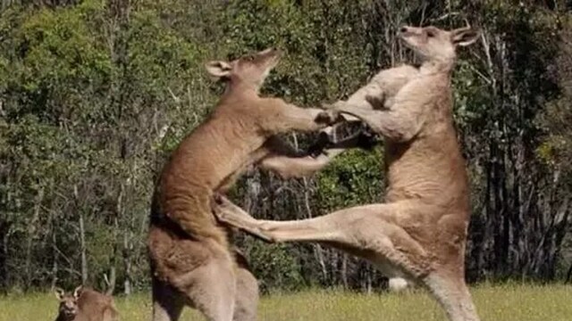 Boxing, Drowning Attackers: A Look At Unique Behaviours Of Kangaroos ...