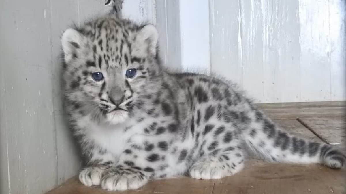 4 Red Pandas And 2 Snow Leopards Born In Darjeeling Zoological Park ...